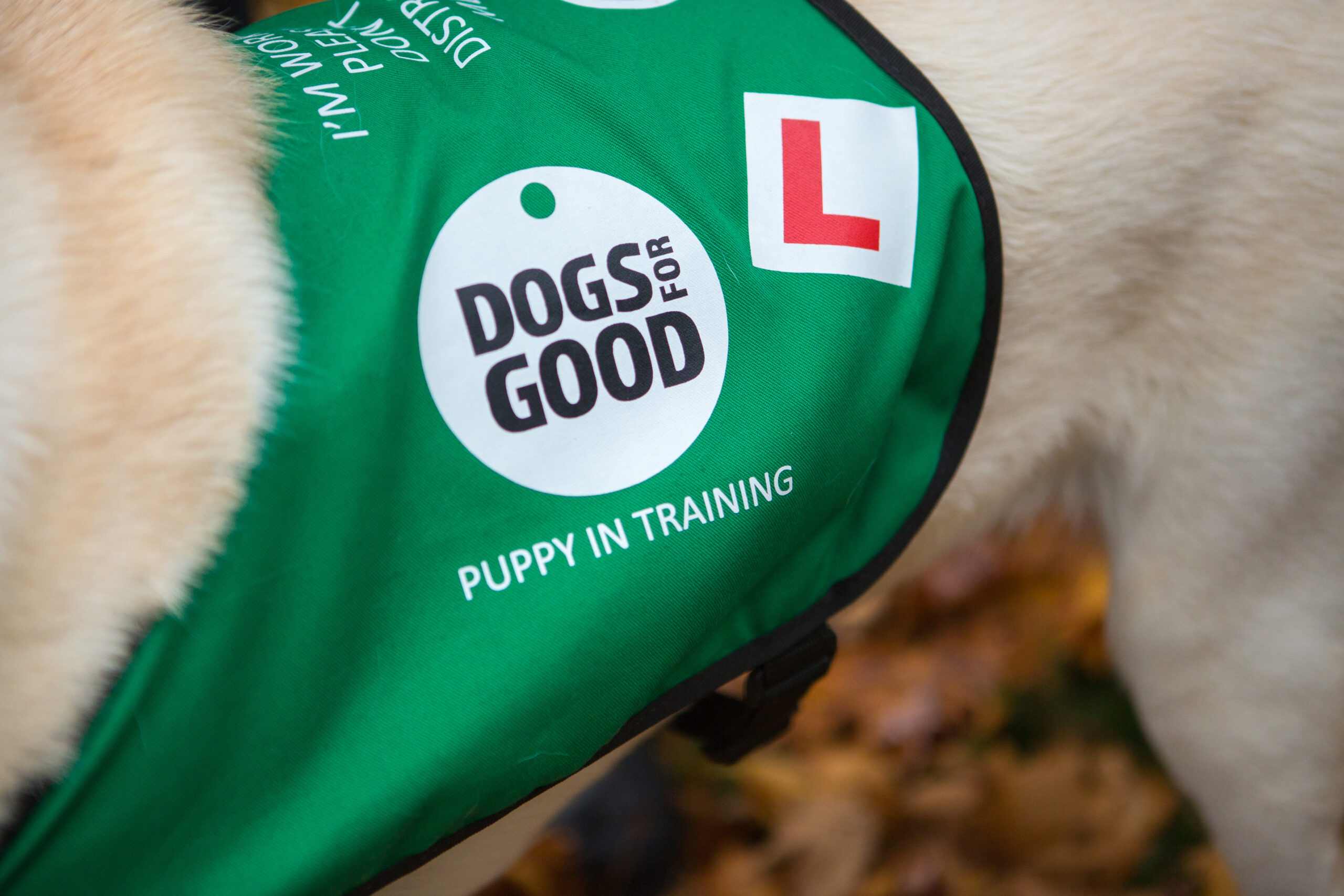 Studio Smile | Dogs For Good